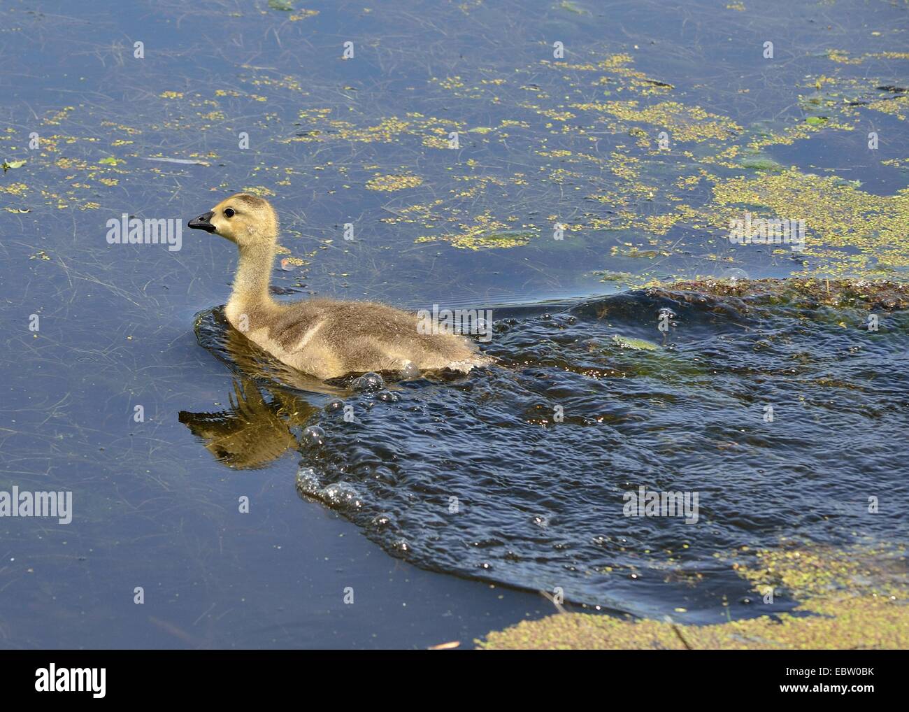 A Canada goose gosling floating in a body of water Stock Photo - Alamy