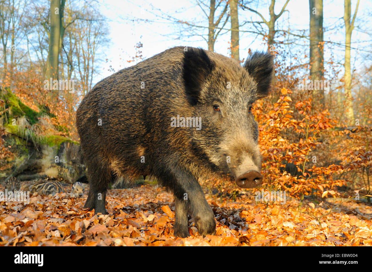 wild boar, pig, wild boar (Sus scrofa), wild sow walking through a ...