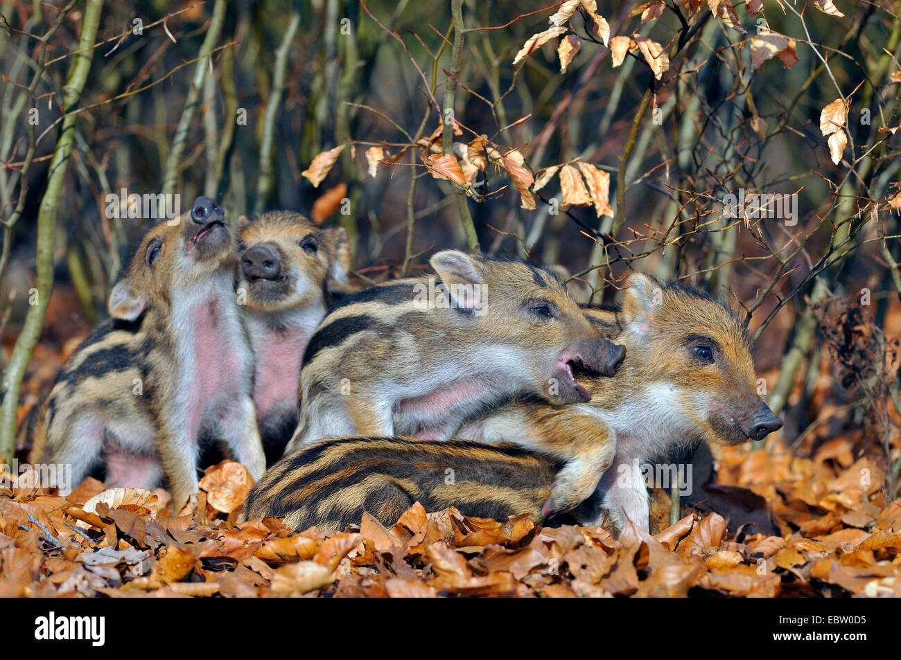 Group of shoats hi-res stock photography and images - Alamy