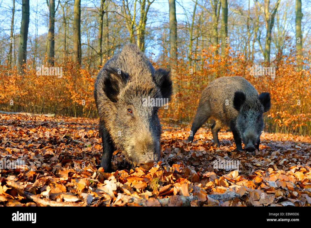 wild boar, pig, wild boar (Sus scrofa), two wild boars on the feed ...
