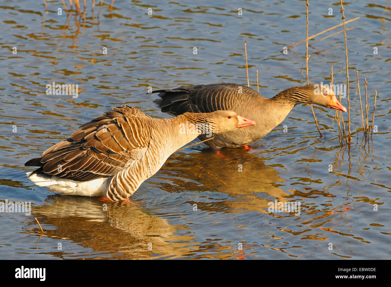 greylag goose (Anser anser), two geese in shallow water, Germany Stock ...