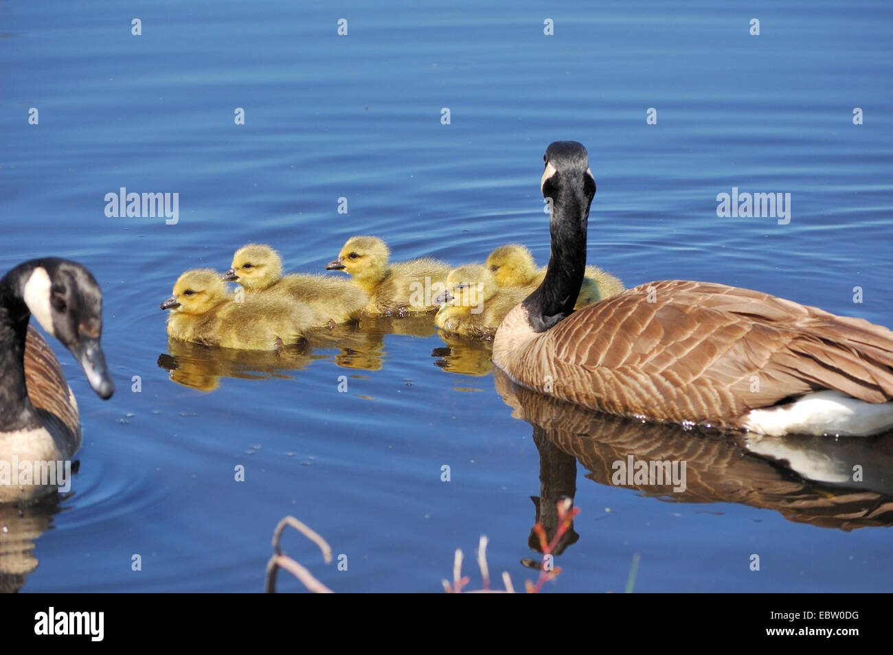 Canada goose gosling swimming hi-res stock photography and images - Alamy