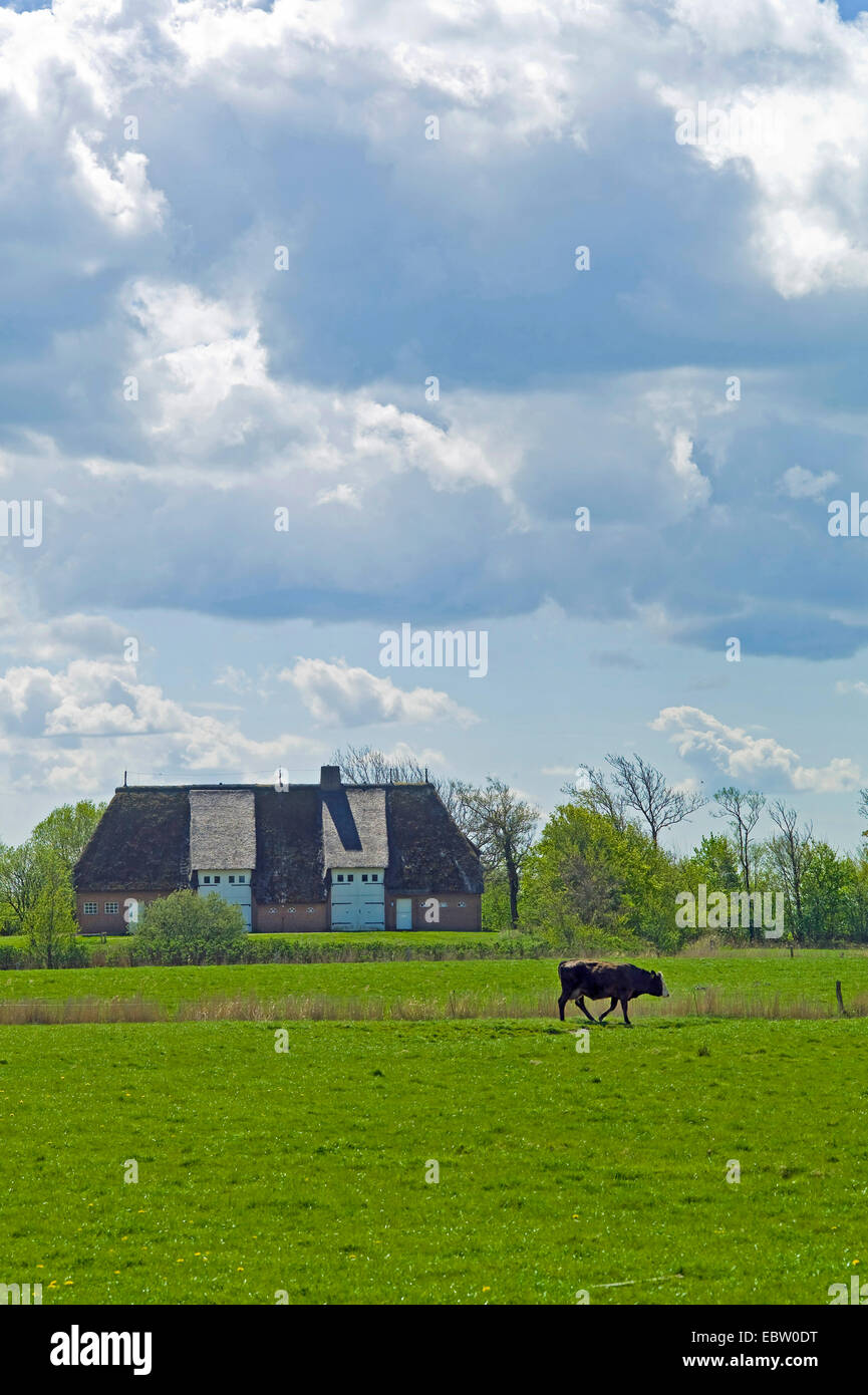 North Frisian landscape, Germany, Schleswig-Holstein, Northern Frisia ...
