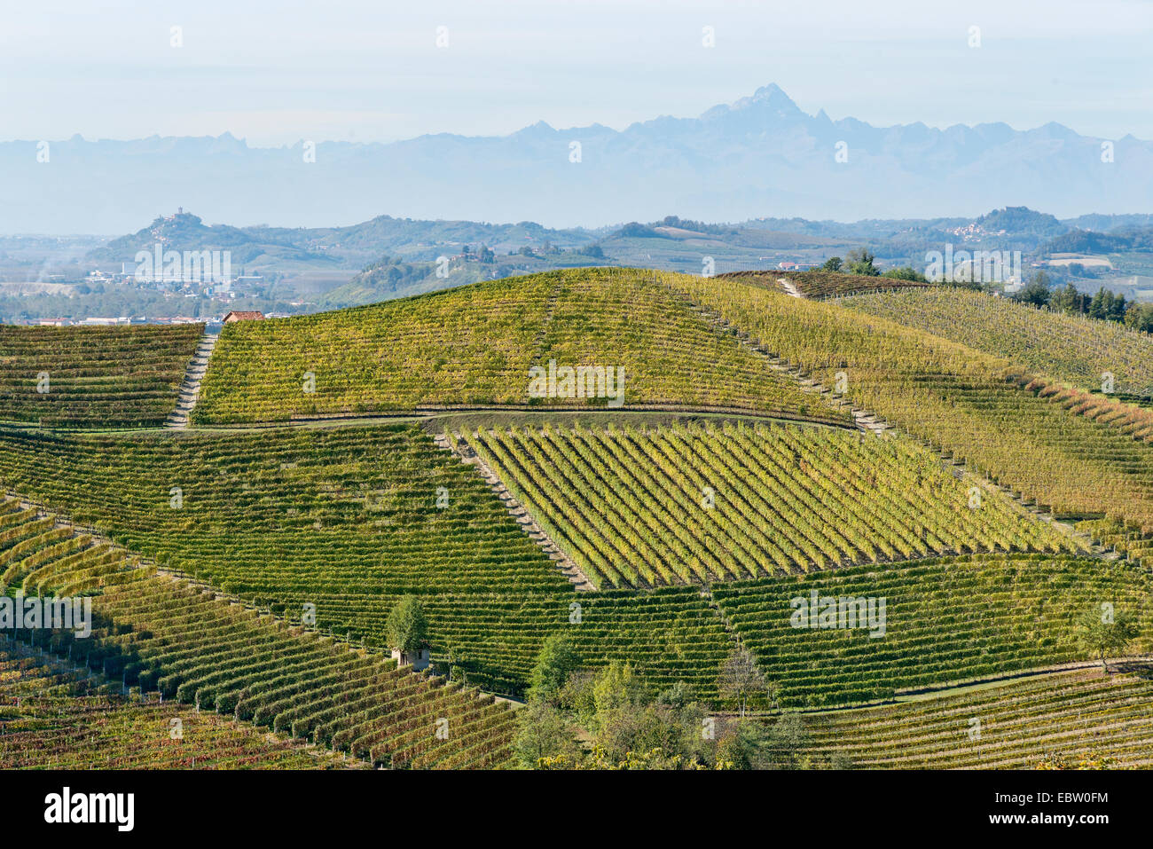 Italy, panorama of vineyards of Piedmont: Langhe-Roero and Monferrato ...