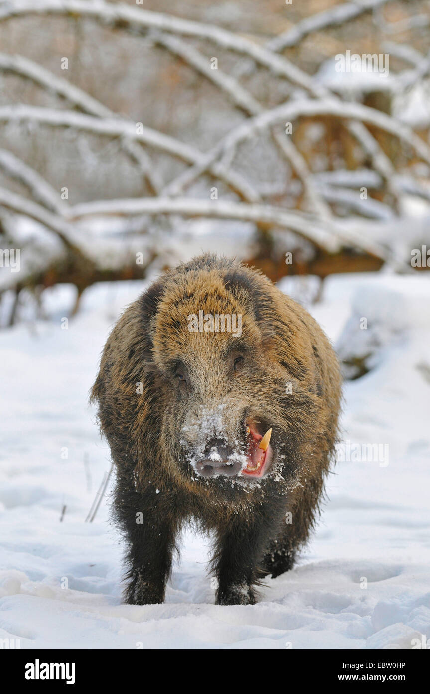 Male wild boar in snow hi-res stock photography and images - Alamy