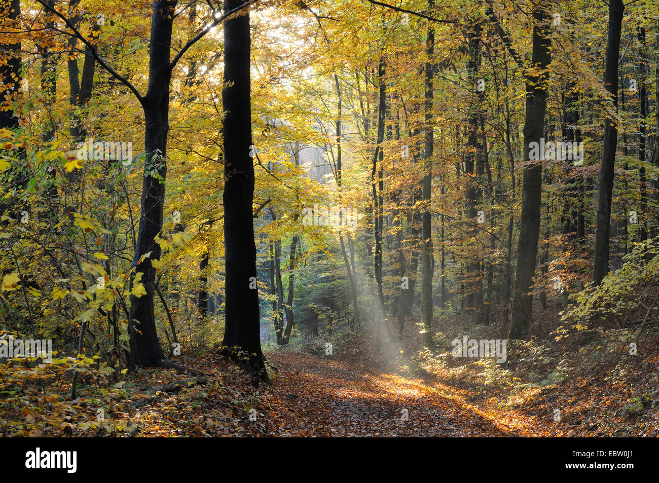Autumn in forest landscape hi-res stock photography and images - Alamy