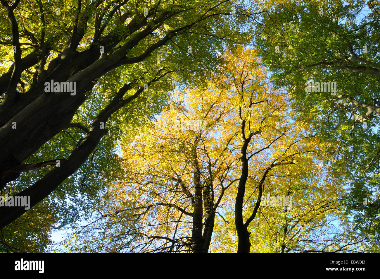 common beech (Fagus sylvatica), tree tops in autum, Germany Stock Photo ...