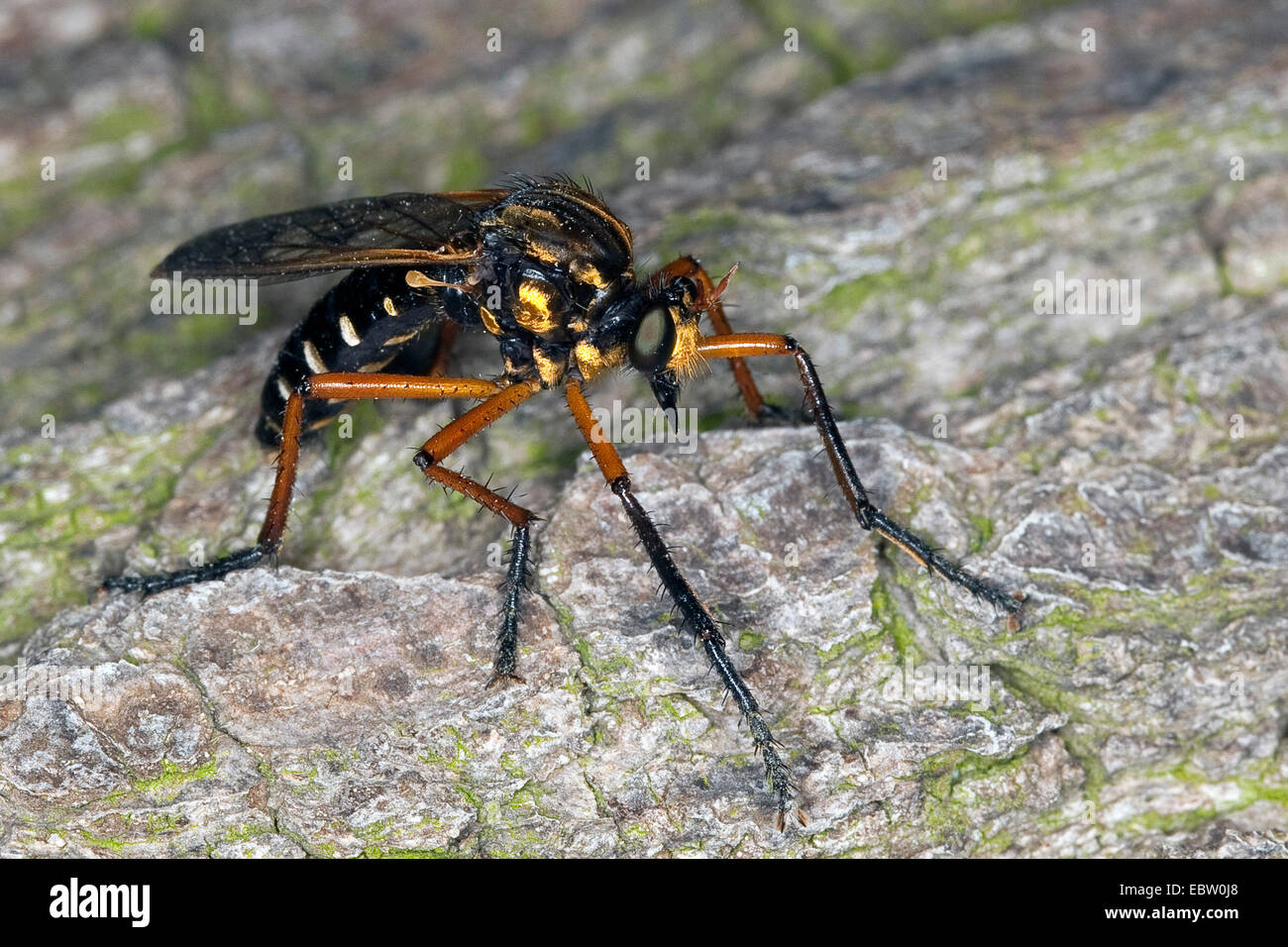 Robberfly (Molobratia teutonus), sitting on wood, Germany Stock Photo ...