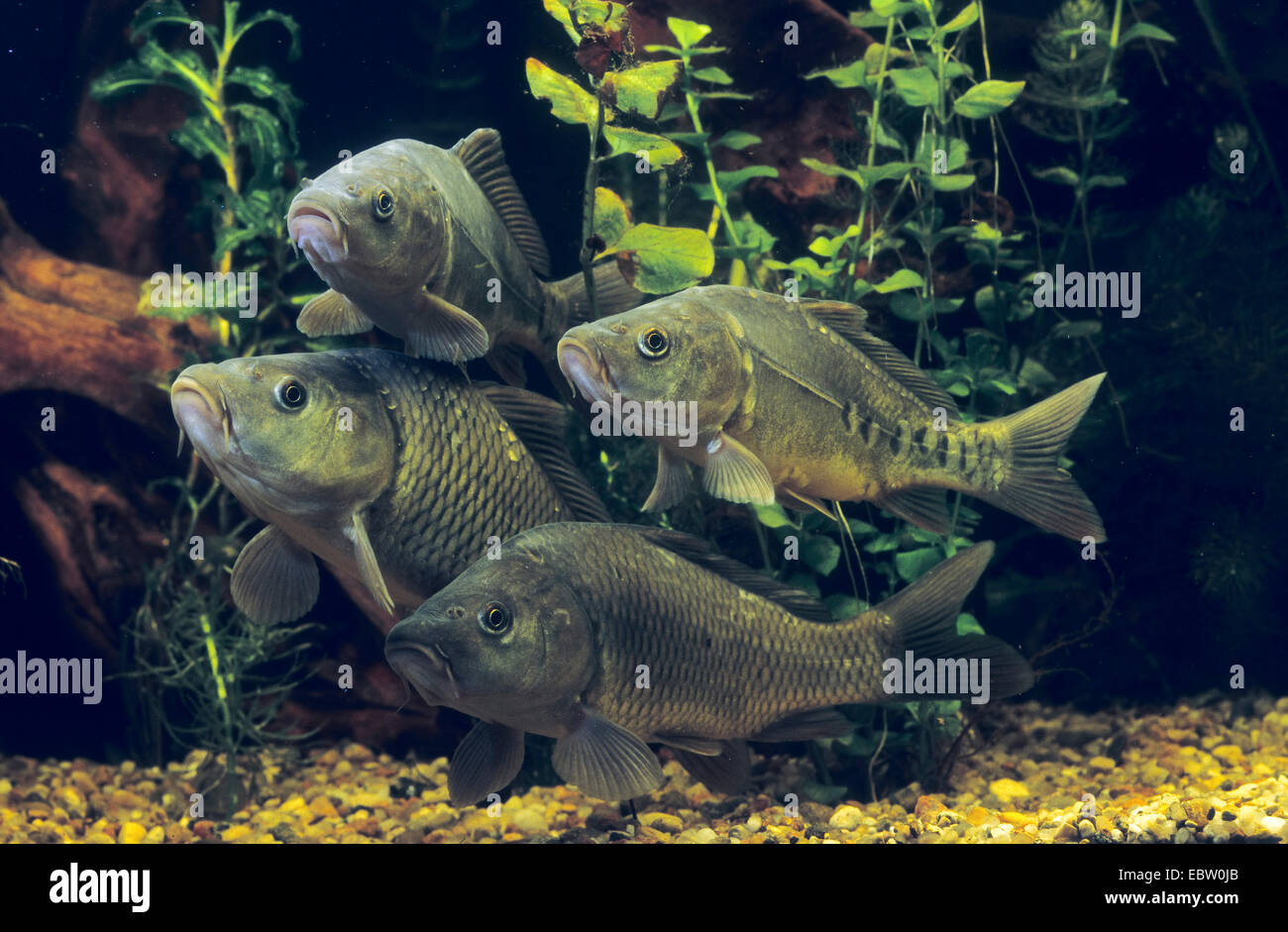 Mirror scale hi-res stock photography and images - Alamy