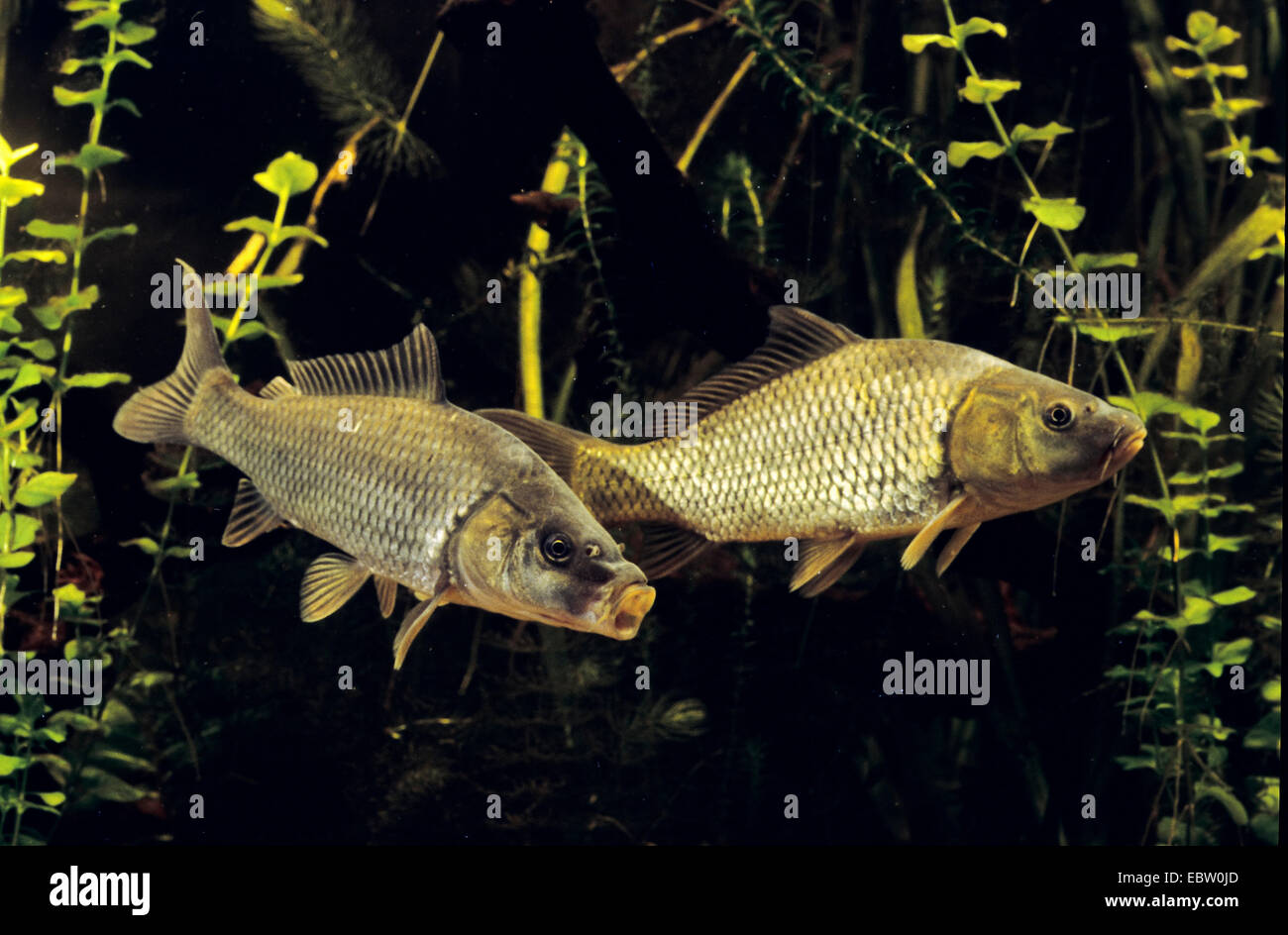 carp, common carp, European carp (Cyprinus carpio), Scale carps ...