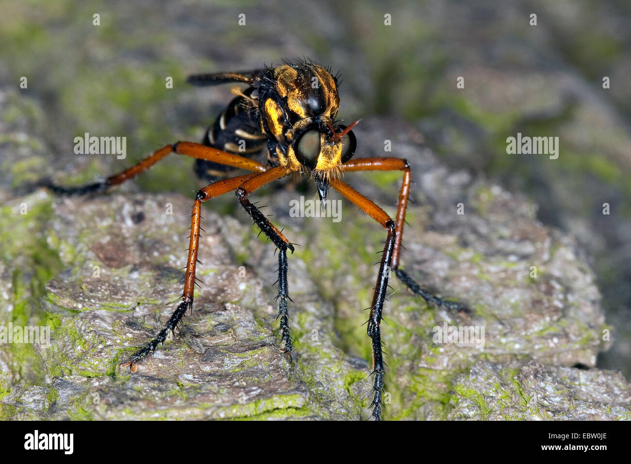 Robberfly (Molobratia teutonus), sitting on wood, Germany Stock Photo ...