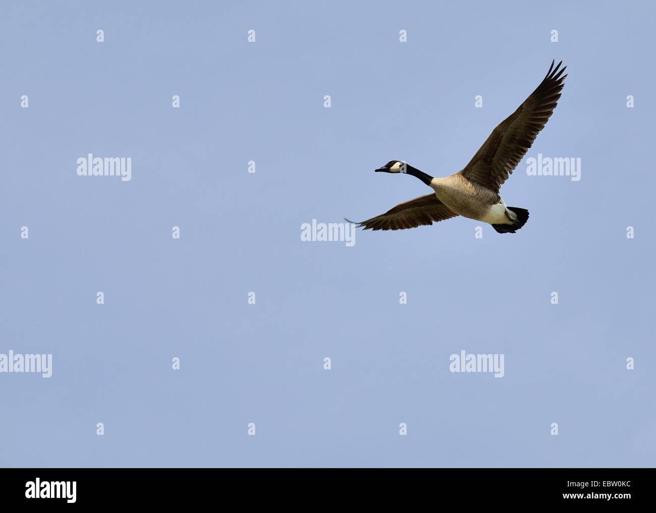 Canada Goose In Flight against a clear blue sky Stock Photo - Alamy