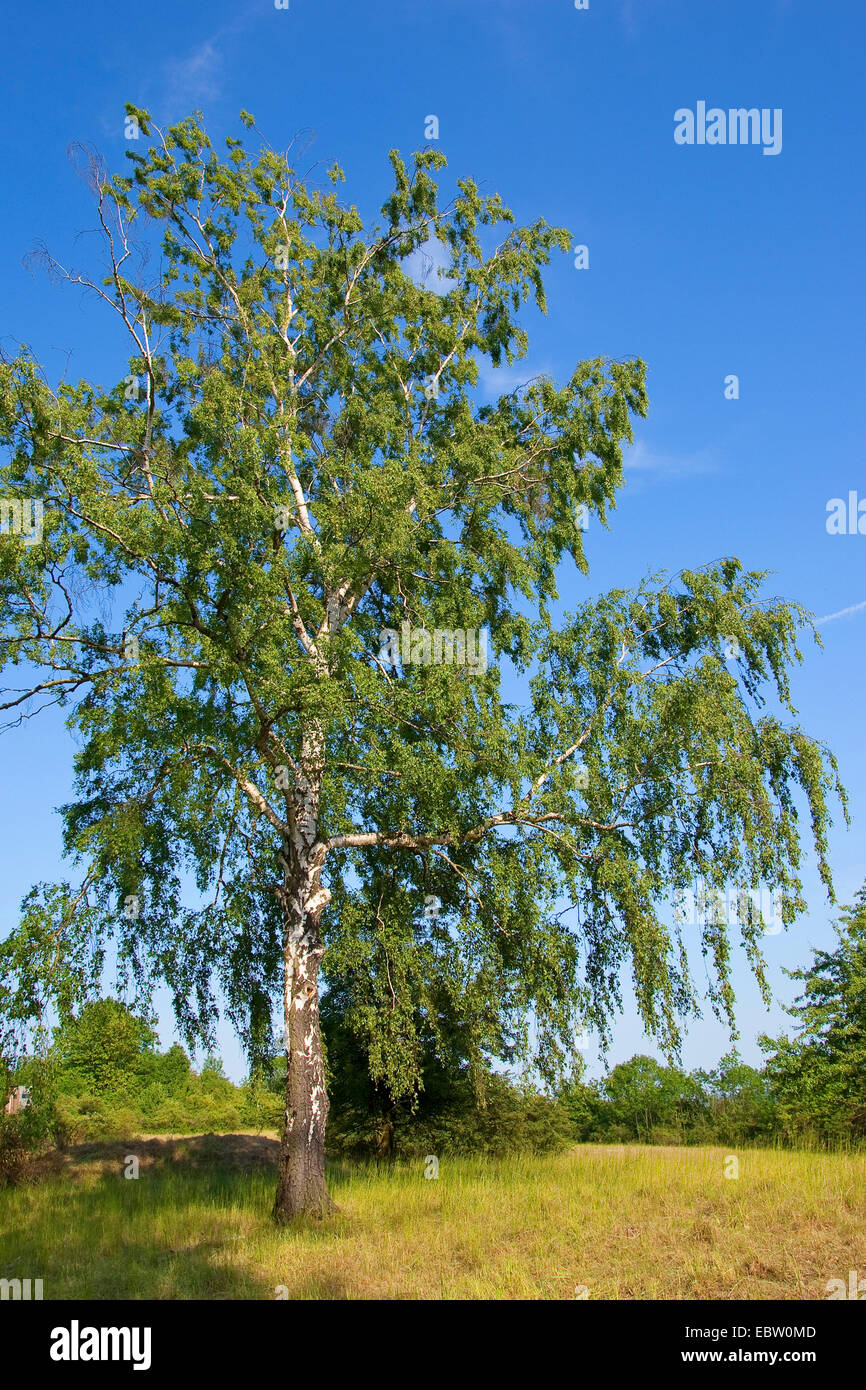 common birch, silver birch, European white birch, white birch (Betula ...