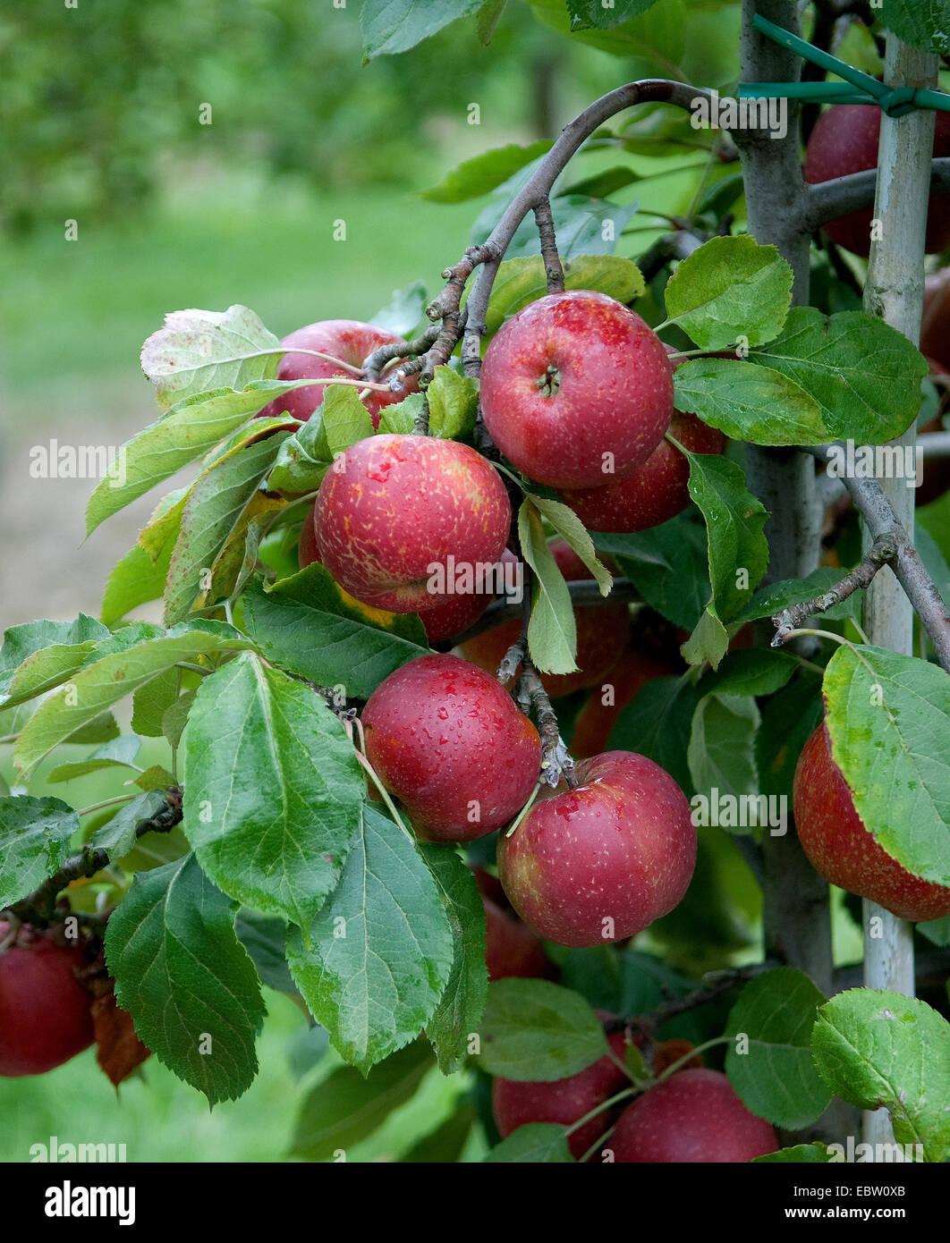 apple tree (Malus domestica 'Roter Boskoop', Malus domestica Roter ...