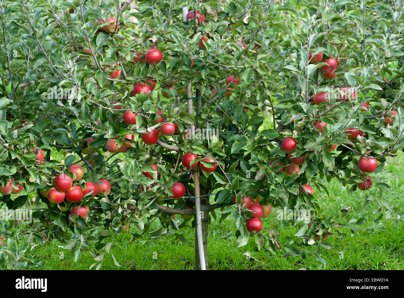 Apple tree malus domestica coxdwarf hi-res stock photography and images ...