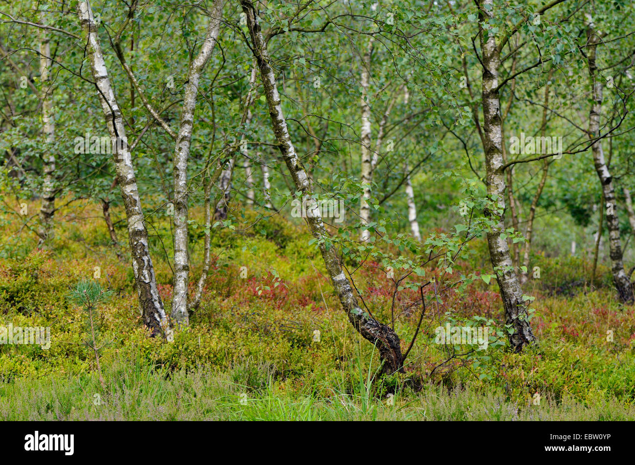 common birch, silver birch, European white birch, white birch (Betula ...