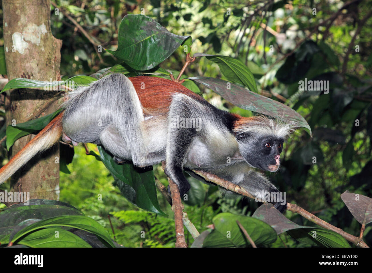 Zanzibar red colobus, Kirk's Red Colobus monkey (Procolobus kirkii ...