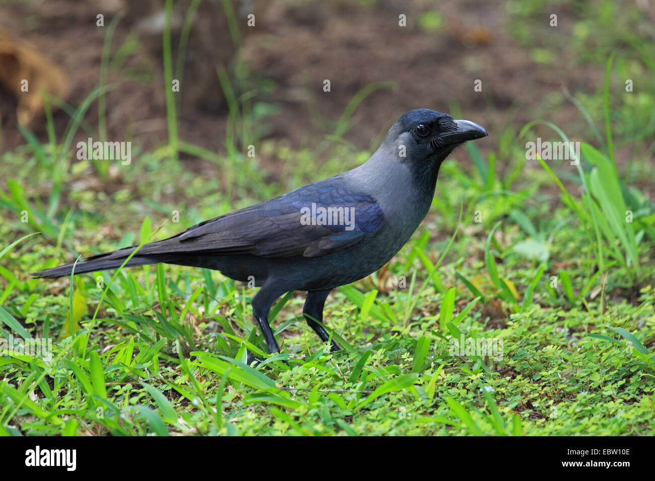 House crows africa hi-res stock photography and images - Alamy