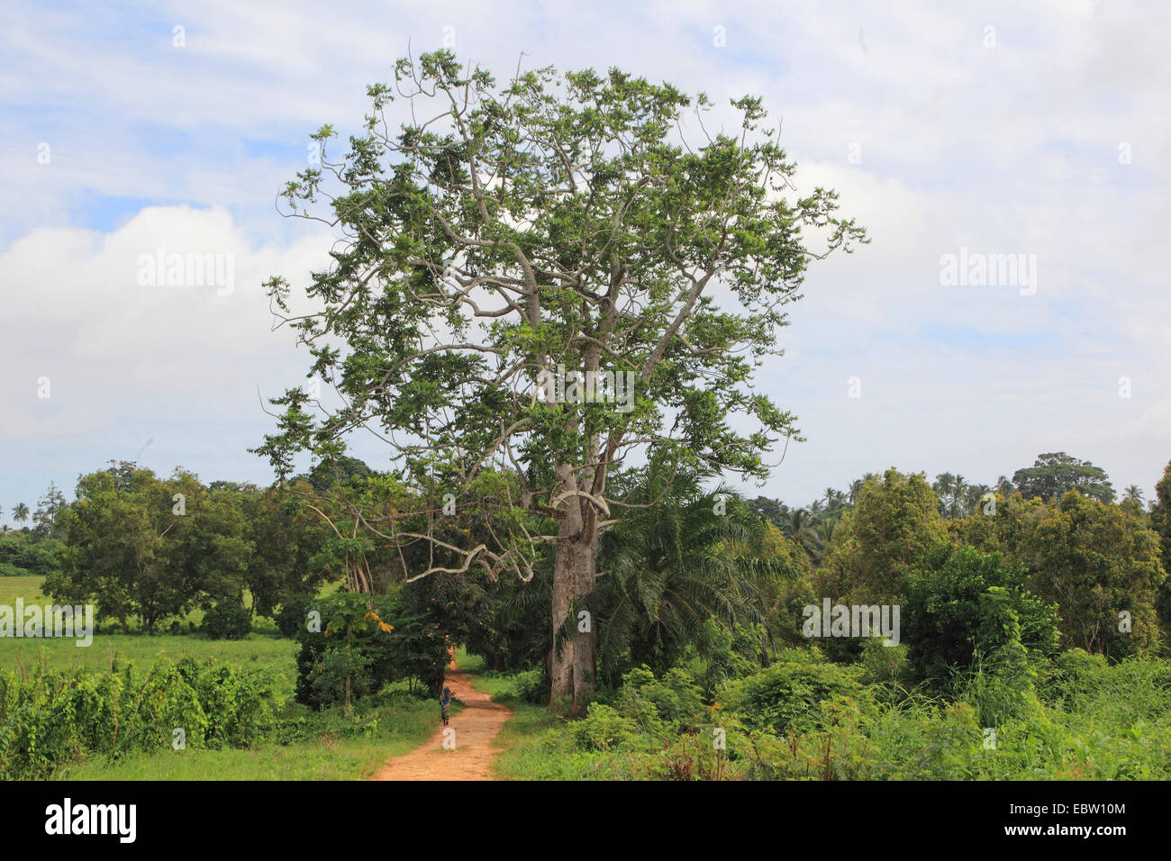mango (Mangifera indica), single tree, Tanzania, Sansibar Stock Photo ...