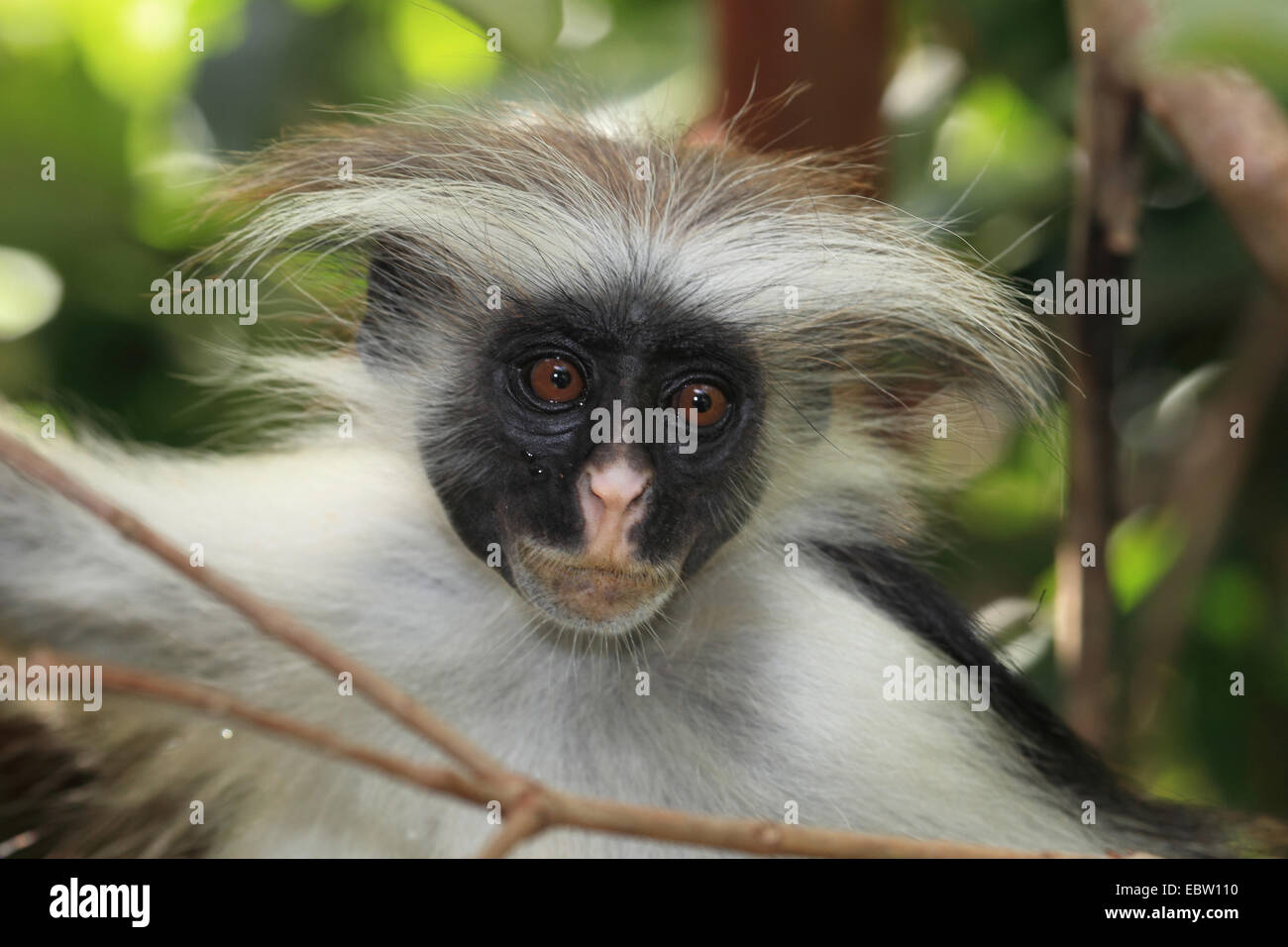 Colobus monkey hi-res stock photography and images - Alamy