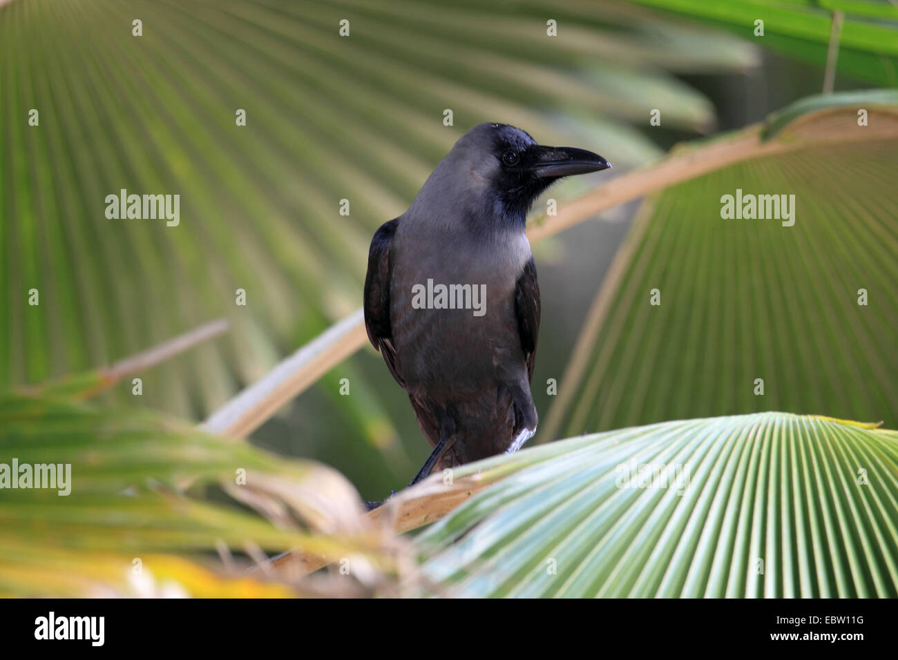 house crow (Corvus splendens), sitting on a palmleaf, Tanzania ...