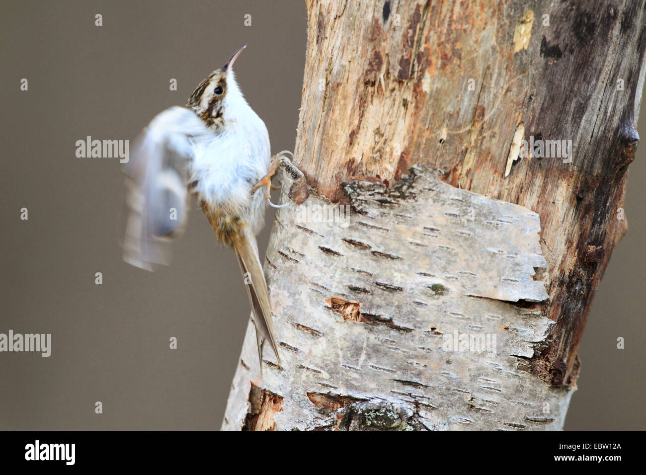 Creeper bird creepers birds hi-res stock photography and images - Alamy