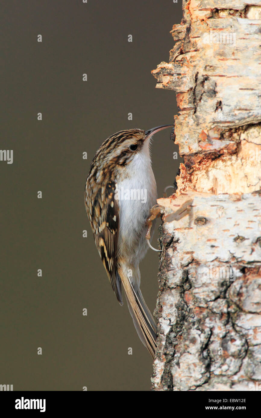 Tree creeper scotland hi-res stock photography and images - Alamy