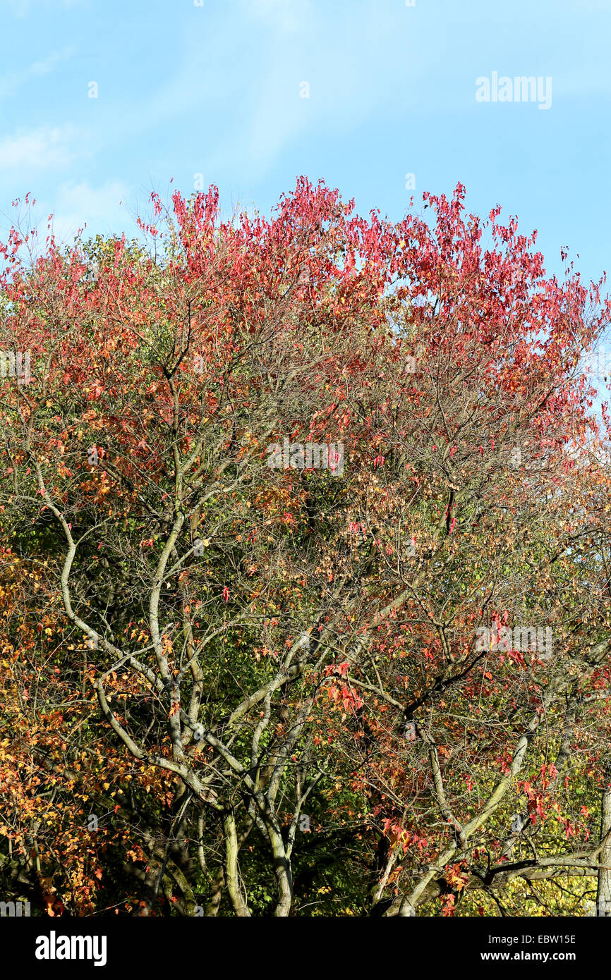autumn trees with yellow red leaves photographed close up Stock Photo ...
