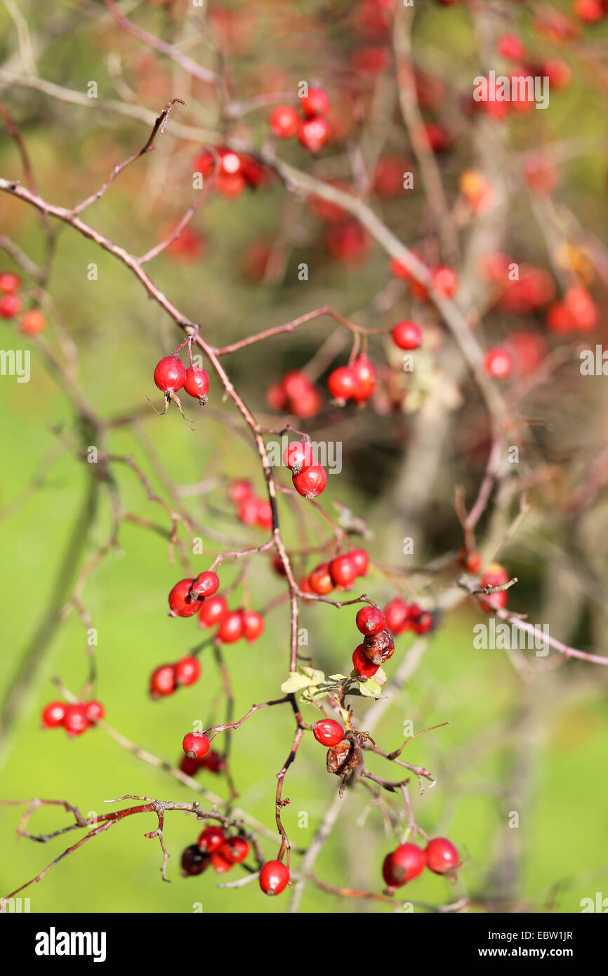 autumn trees with yellow red leaves photographed close up Stock Photo ...