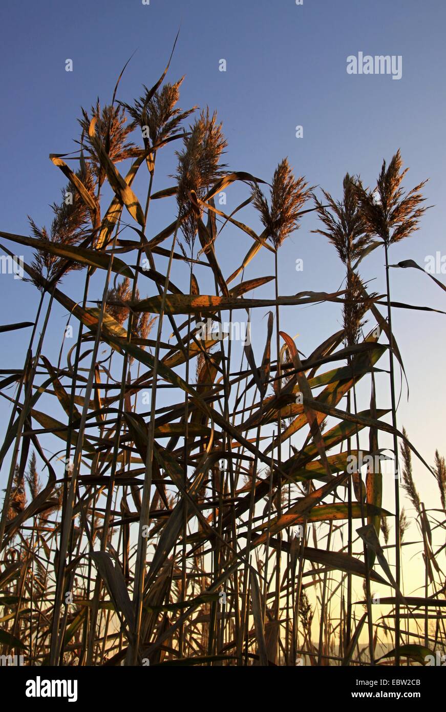 Tall bush grass hi-res stock photography and images - Alamy