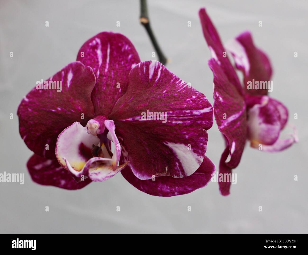 Violet and white orchidea flowers on grey background Stock Photo - Alamy