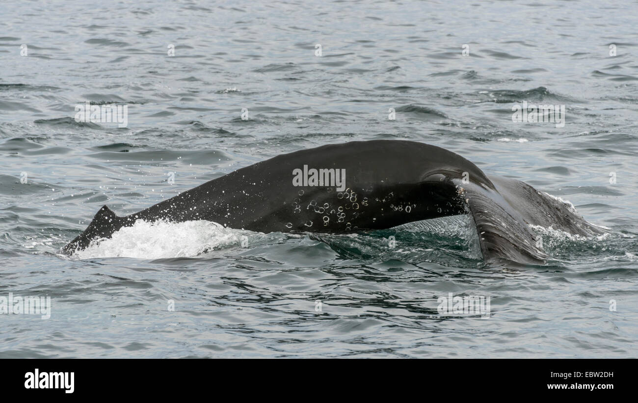 Humpback whale with barnacle scars #1, dorsal fin and tail, Parque ...