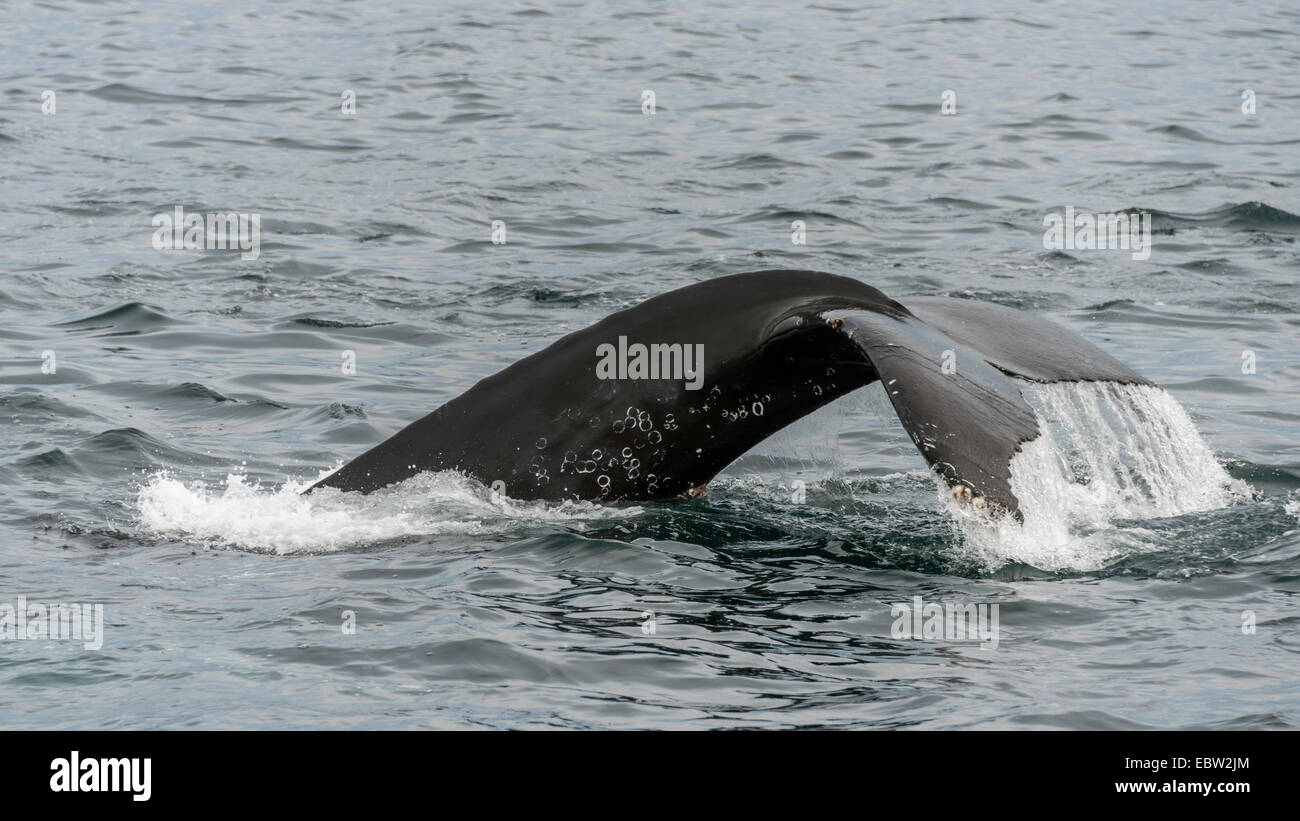 Humpback whale with barnacle scars #2, tail, Parque Nacional Bahía de ...