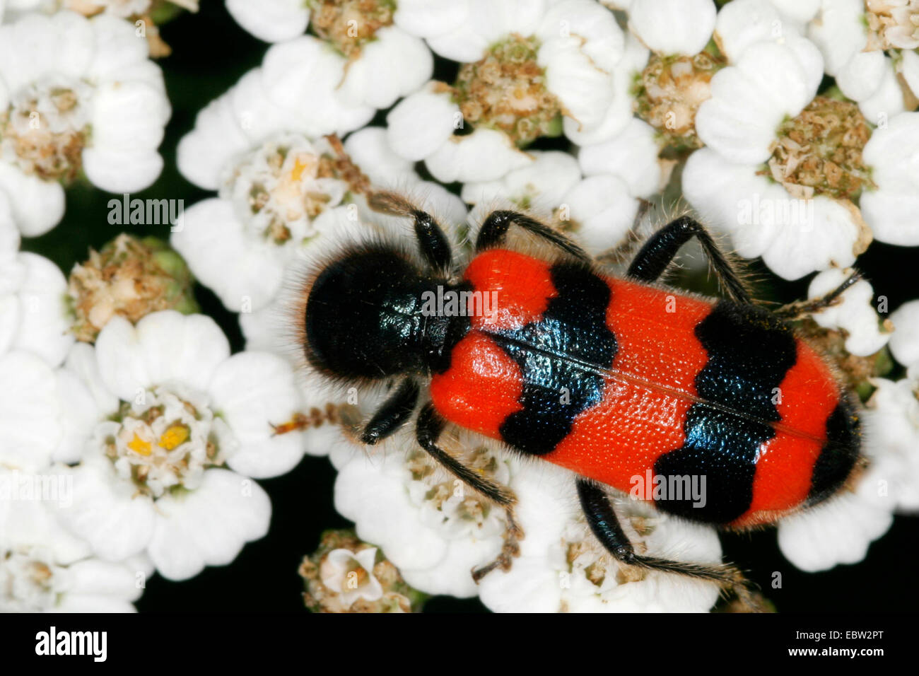bee beetle, bee wolf (Trichodes apiarius), sitting on white flowers ...
