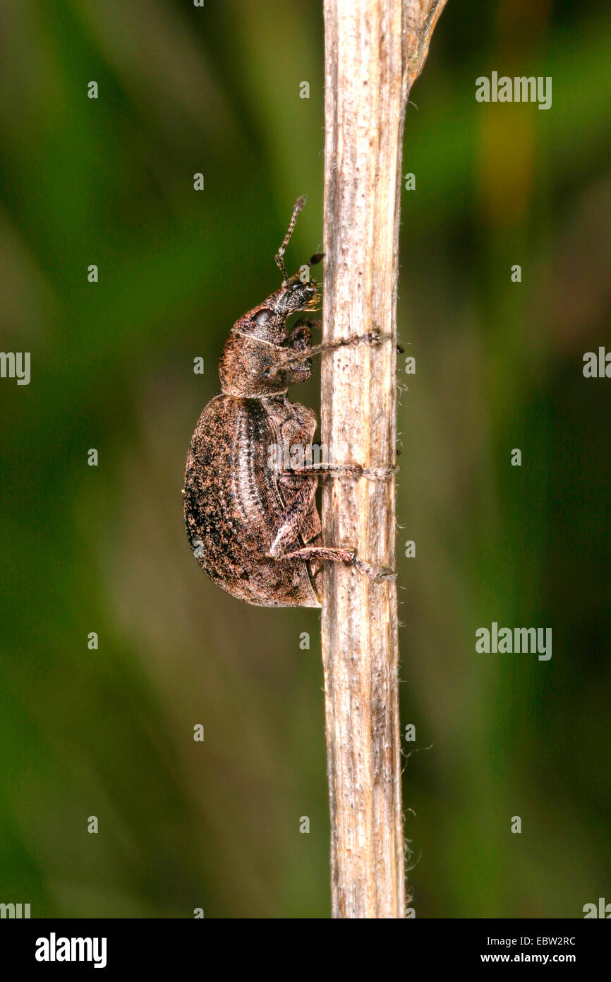 Curculio nucum hi-res stock photography and images - Alamy