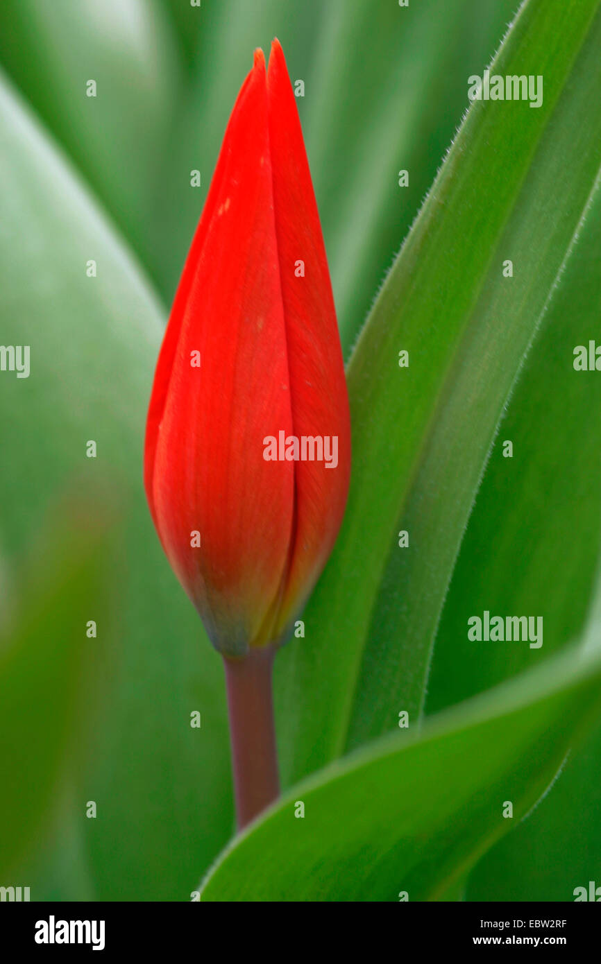 common garden tulip (Tulipa spec.), tulip in bud Stock Photo - Alamy