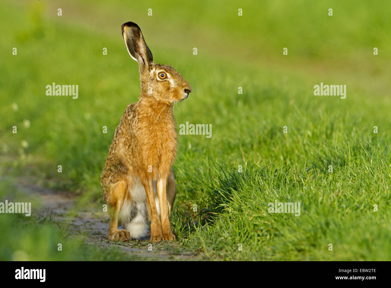 Animal sitting field hi-res stock photography and images - Alamy