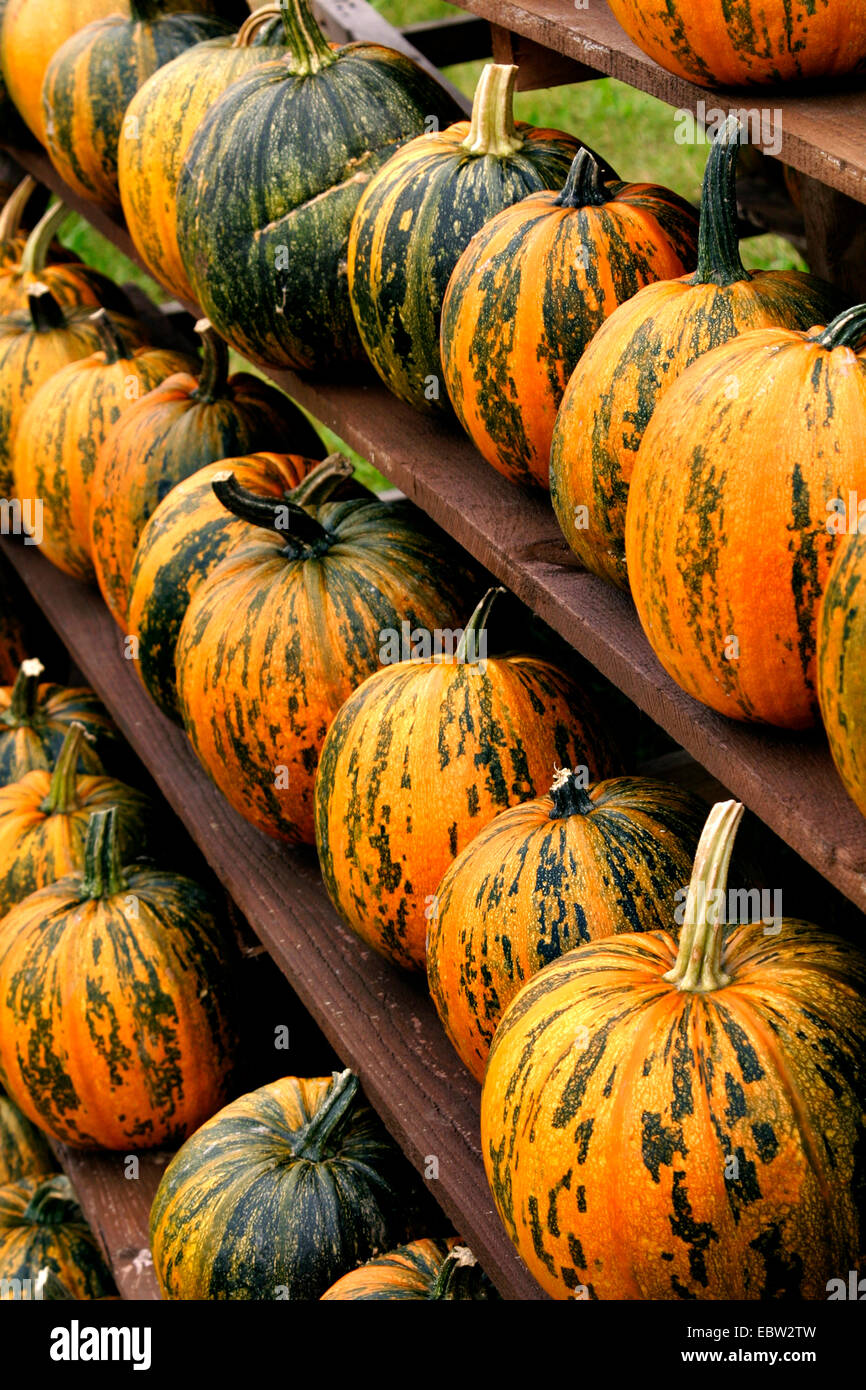 marrow, field pumpkin (Cucurbita pepo), pumpkins on a market Stock ...