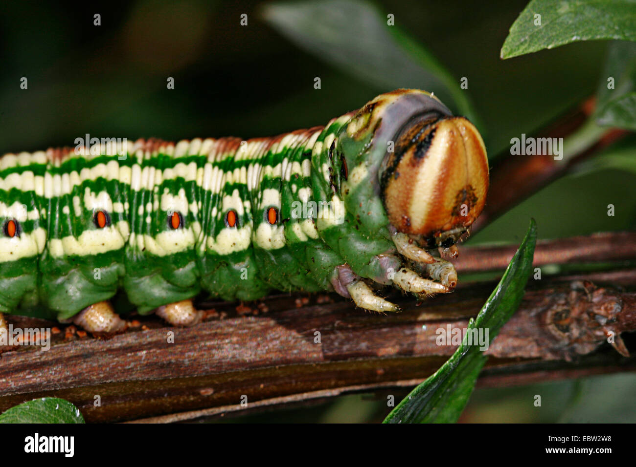 pine hawkmoth (Hyloicus pinastri, Sphinx pinastri), caterpillar ...