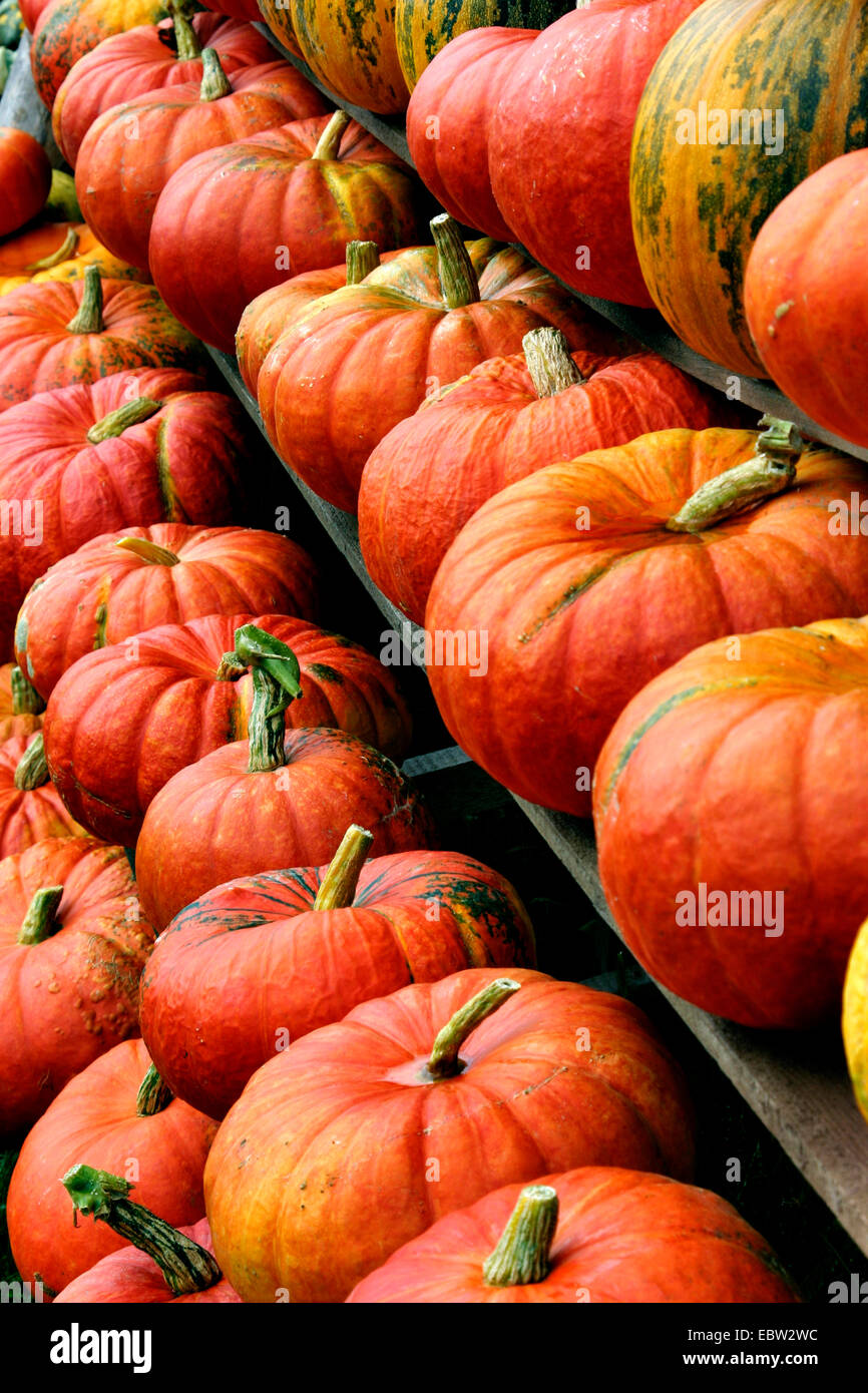 marrow, field pumpkin (Cucurbita pepo), pumpkins on a market Stock ...