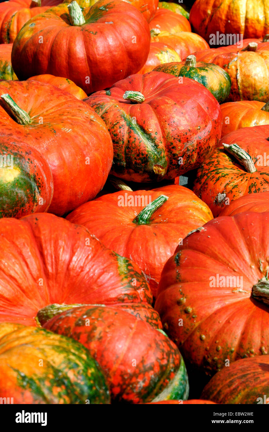marrow, field pumpkin (Cucurbita pepo), pumpkins on a market Stock ...