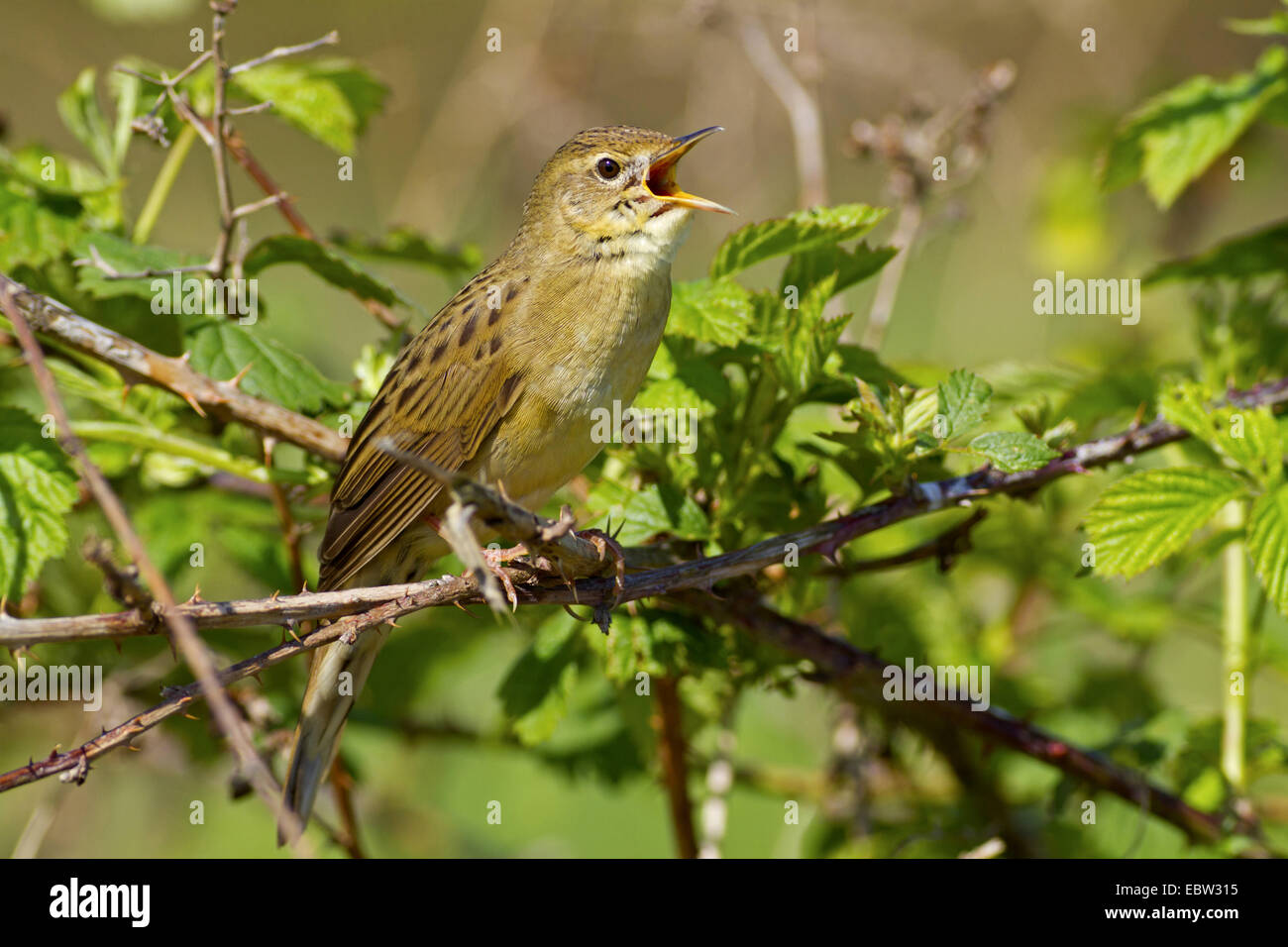 grasshopper warbler (Locustella naevia), sitting on a bush singing ...