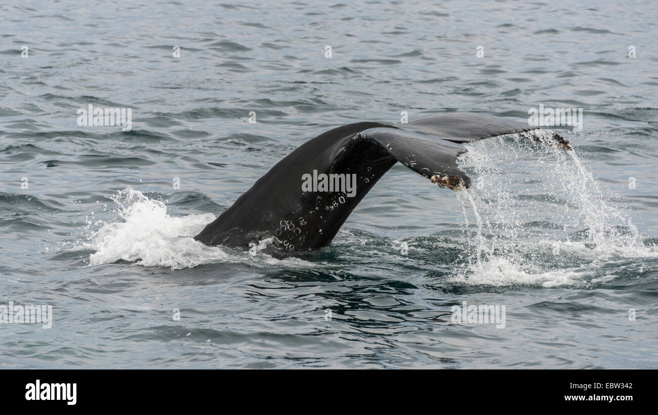 Humpback whale with barnacle scars #3, tail raised, Parque Nacional ...