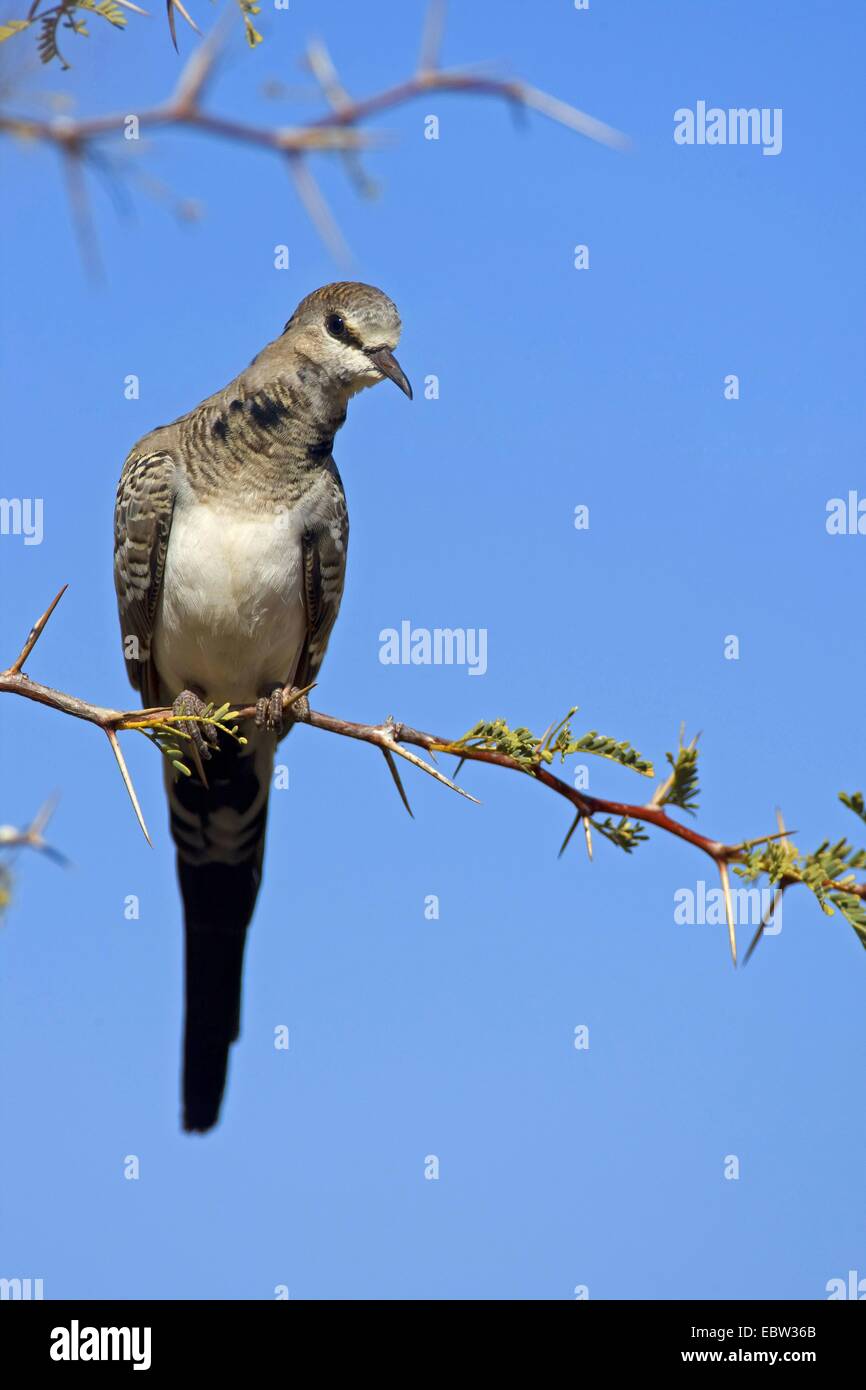 namaqua dove (Oena capensis), sitting on a branch, South Africa ...