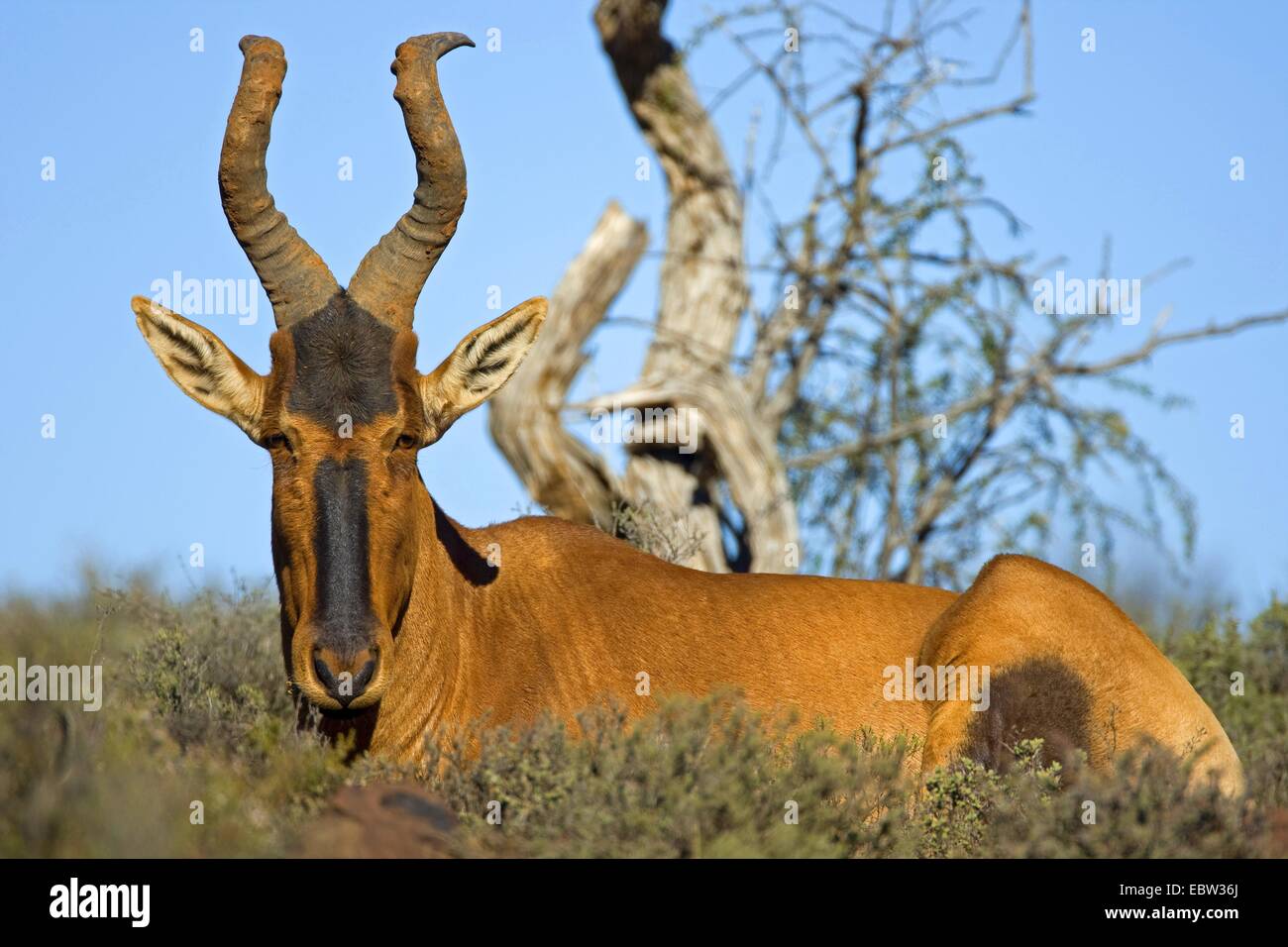Rooihartebees hi-res stock photography and images - Alamy