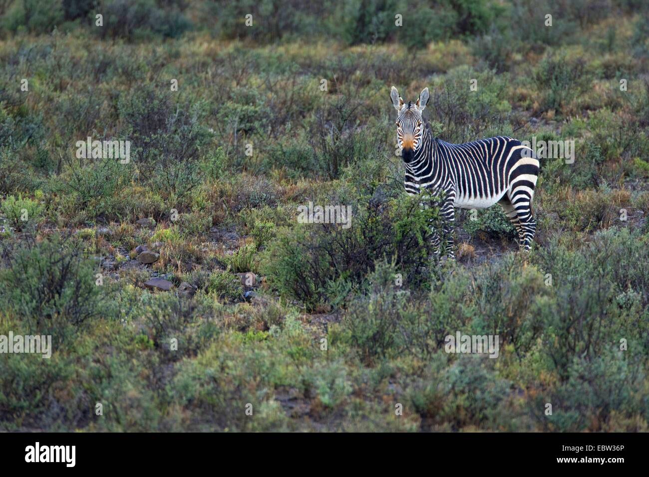 Cape Mountain Zebra, Mountain Zebra (Equus zebra zebra), standing in ...