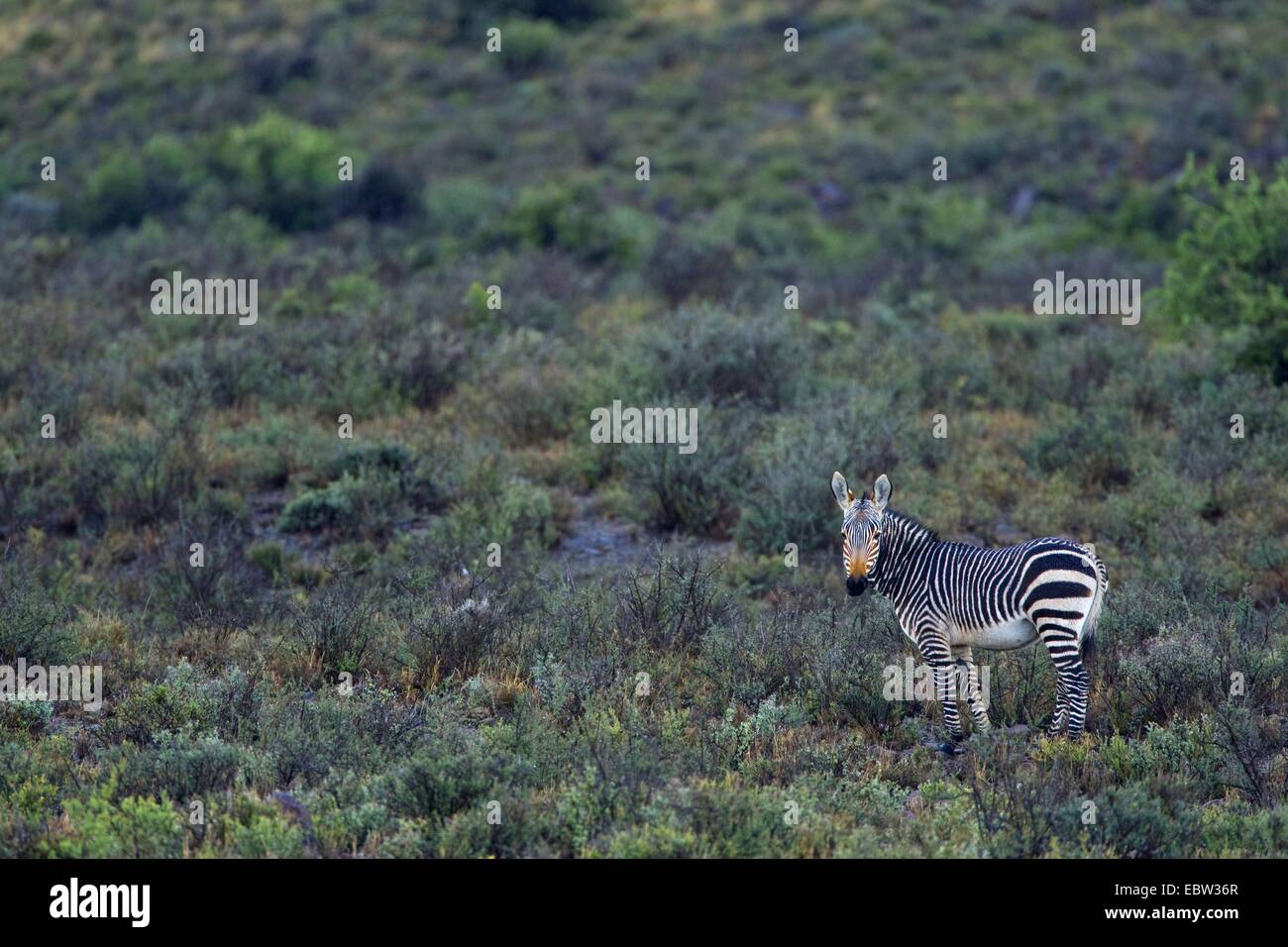 Cape Mountain Zebra, Mountain Zebra (Equus zebra zebra), standing in ...