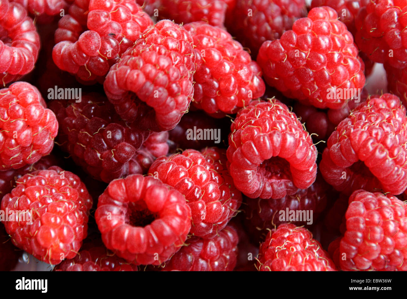 European red raspberry (Rubus idaeus), raspberrys, Germany Stock Photo ...