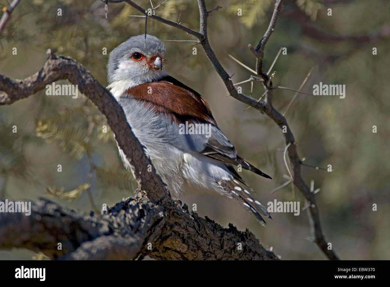 African pygmy falcon (Polihierax semitorquatus), male sitting on a ...