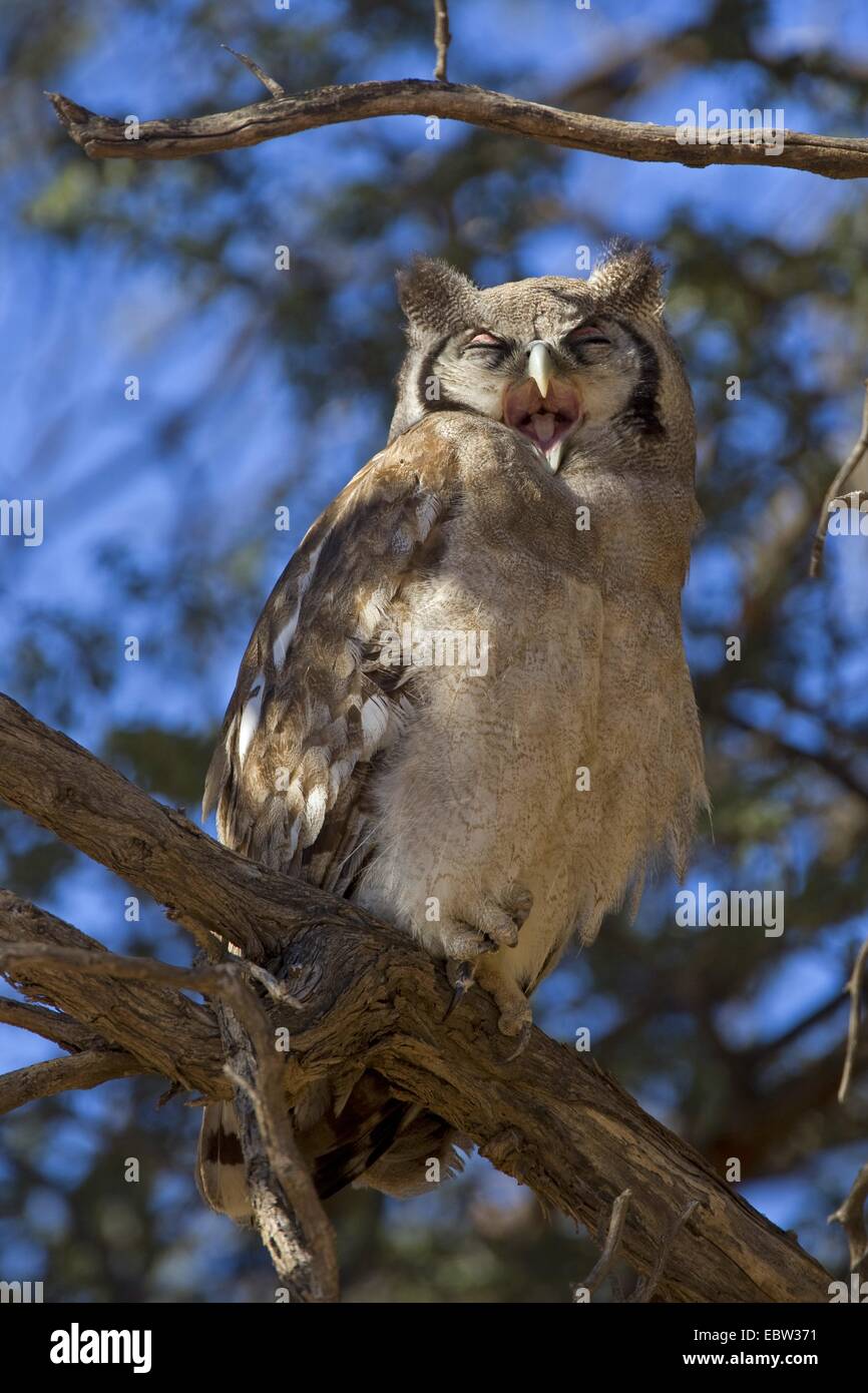 verreaux's eagle owl, Giant Eagle Owl (Bubo lacteus), yawning, South ...